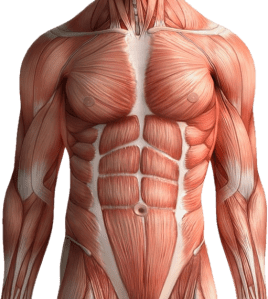 How to use ‘Green Screen’ / ‘Chroma Key’ tech to look inside the human ...